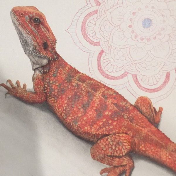Bearded Dragon Drawing Svg - Etsy