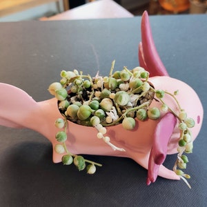 Axolotl Plant Pot / Planter Inspired in Final Fantasy XIV 3d Printed in ...