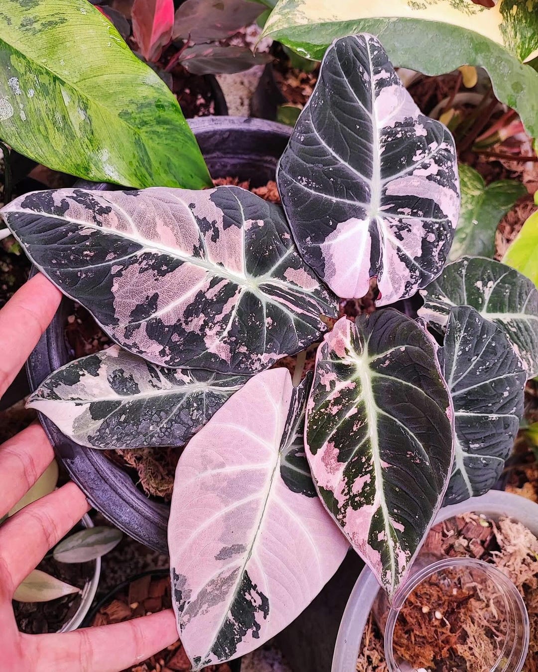 Alocasia Black Velvet Pink Variegated Planting Corms - Etsy