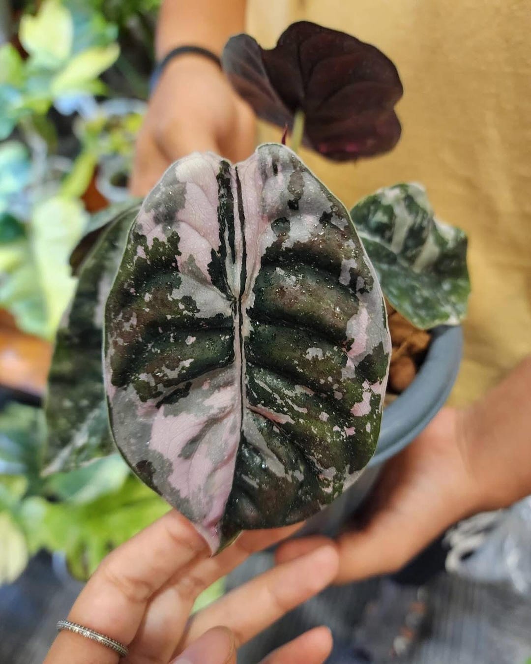 Alocasia Cuprea Pink Albo Variegated Planting Corms - Etsy