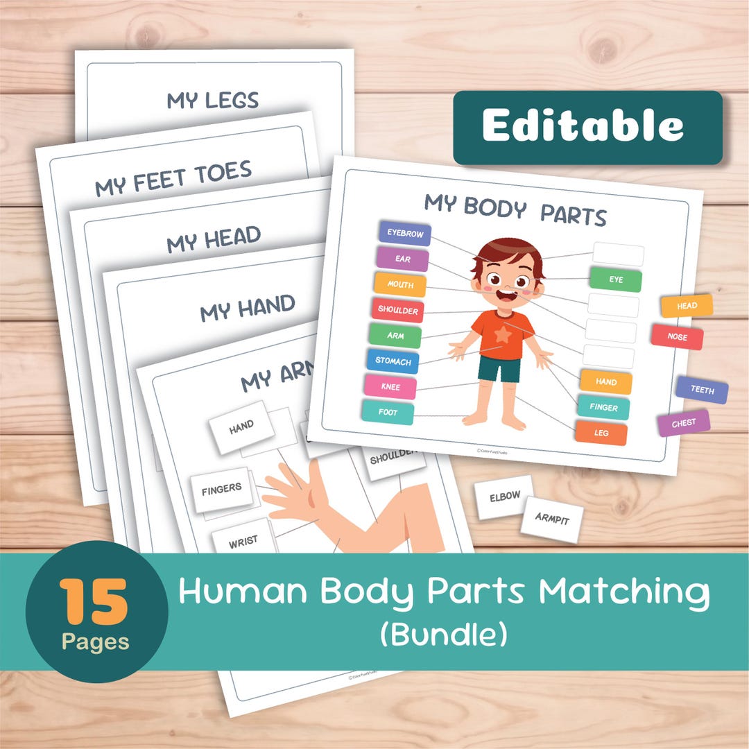 Human Body Parts Worksheet | Anatomy Matching Game | Educational ...