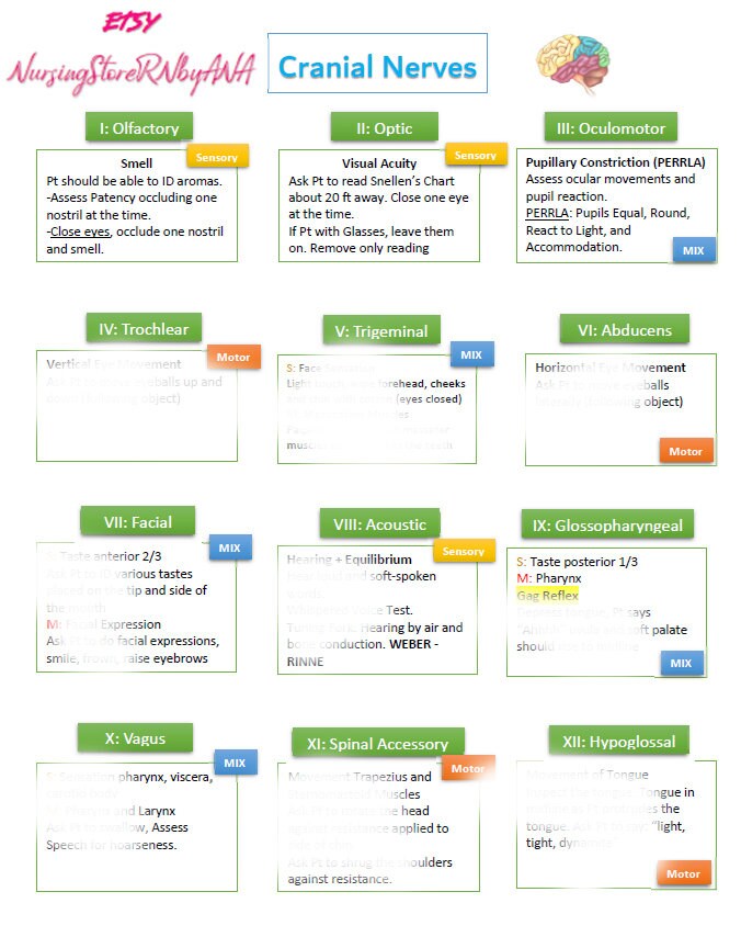 Nursing Notes: Cranial Nerves Printable PDF Immediate | Etsy
