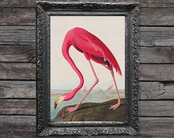 Pink Flamingo Vintage Art Print Birds of America Decor - Etsy