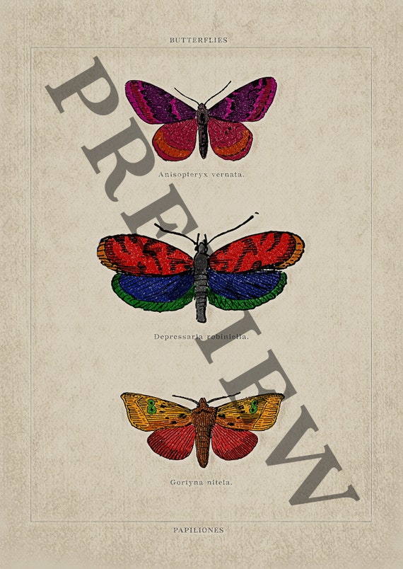 18th Century Insect Prints
