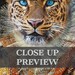 Leopard Queen Art Print // Vintage Painting Style Portrait of a Big Cat ...