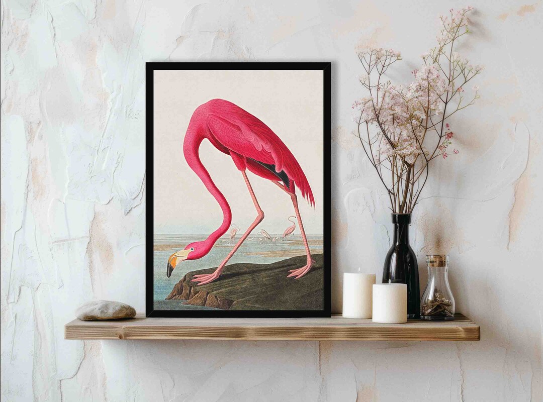Pink Flamingo Art Print - Vintage Birds of America Antique Illustration ...