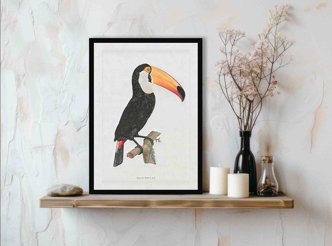 Tukan Wand Kunst Druck Vintage Schwarz & Gelber Riesentukan Exotischer ...