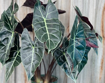 Dragon Tooth Plant | Etsy