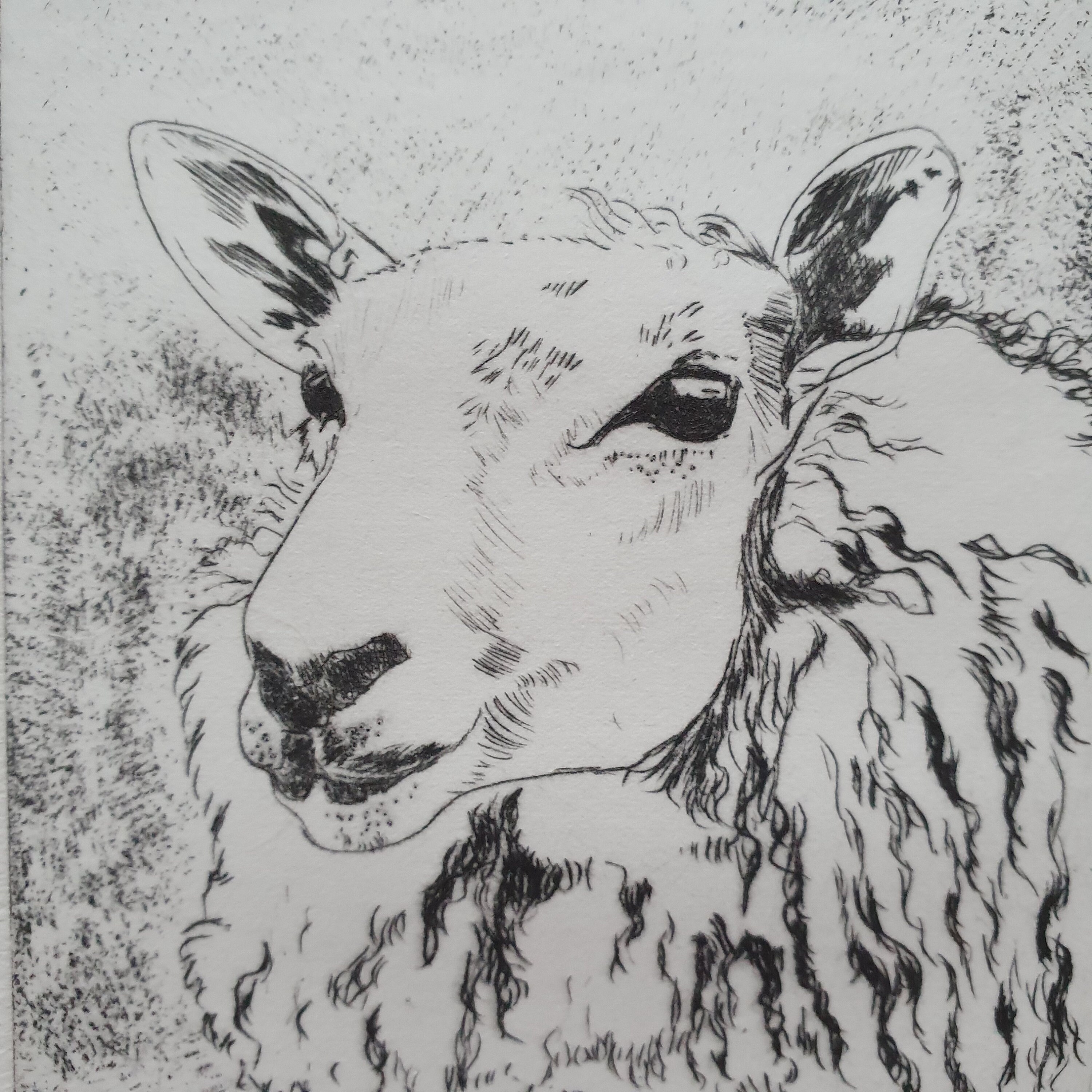 Cheviot sheep print. Cheviot sheep dry point etching. Original | Etsy