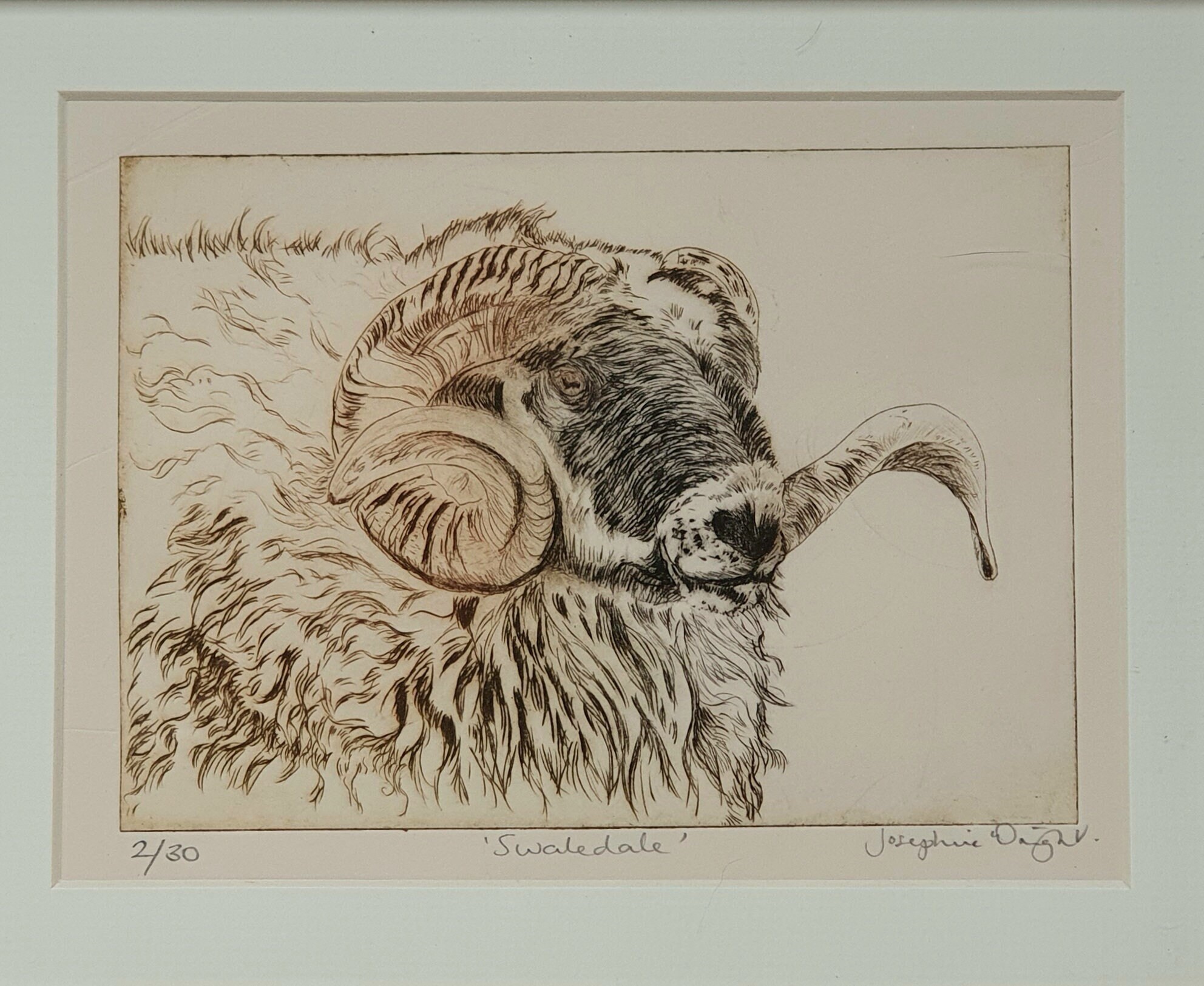 Swaledale Sheep. Swaledale Sheep Print Sheep Print Swaledale - Etsy