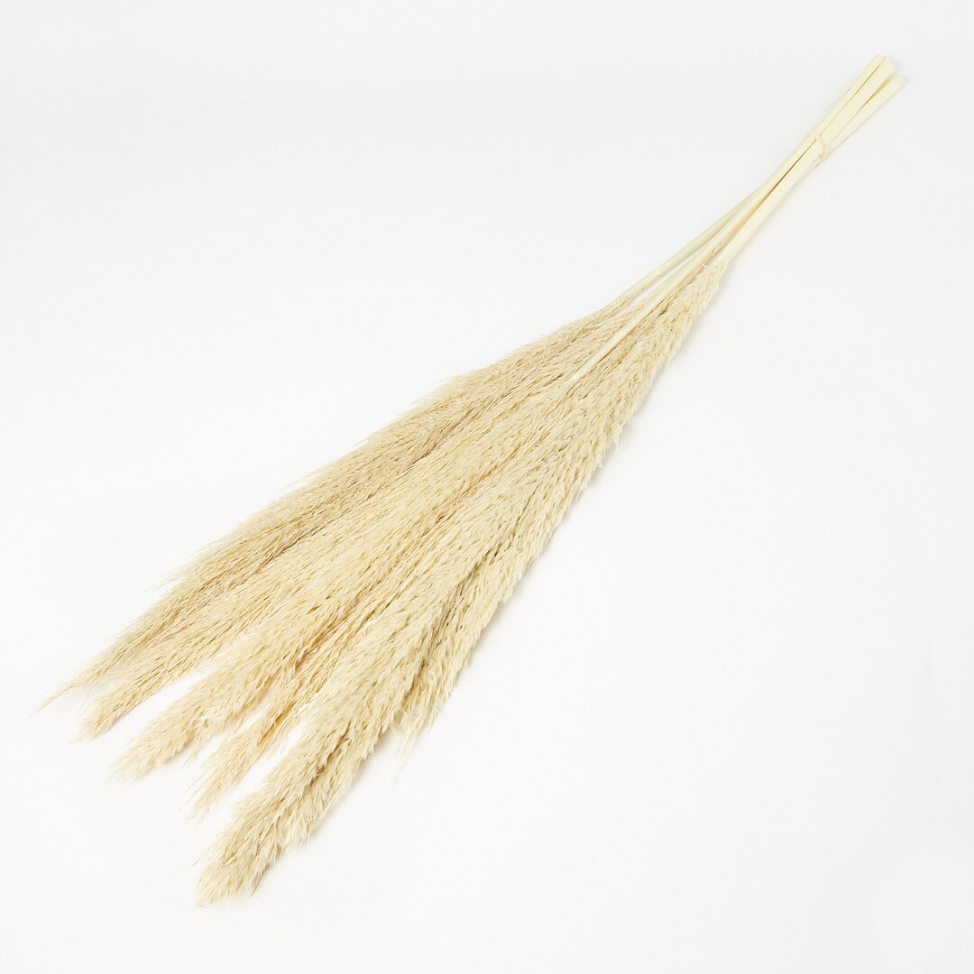 Natural Dried Reed Grass - Etsy