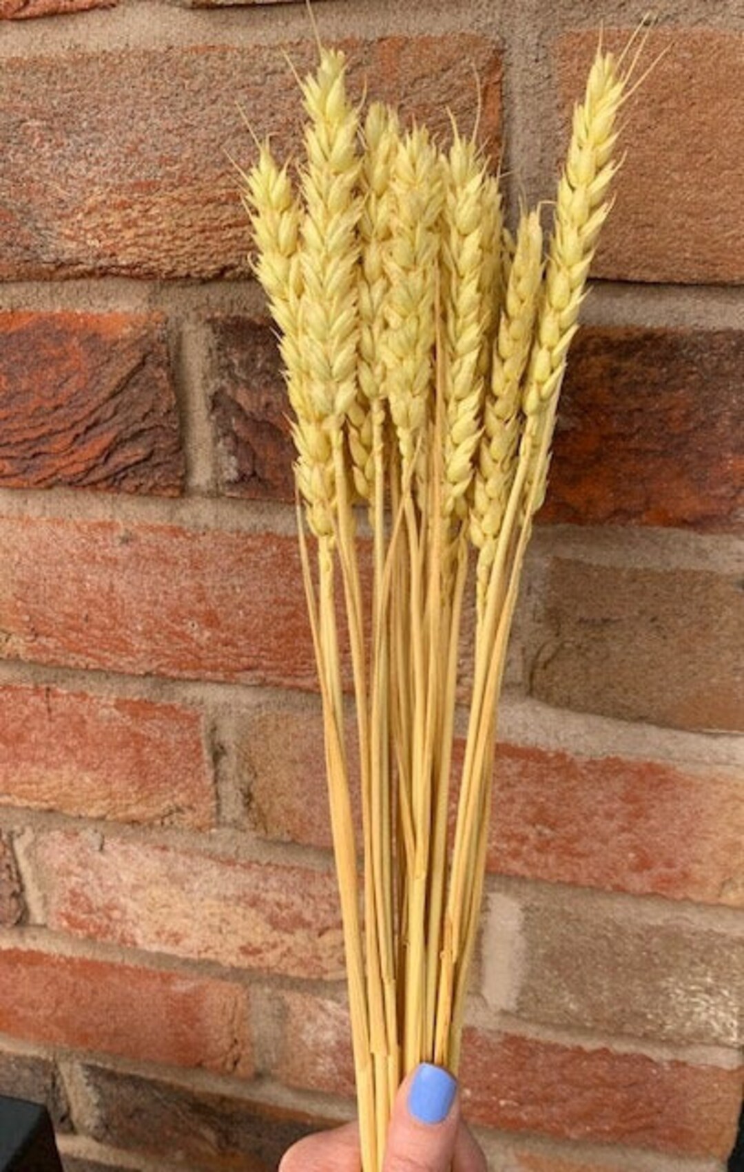 Yellow Dried Wheat Bunch 20 Stems - Etsy