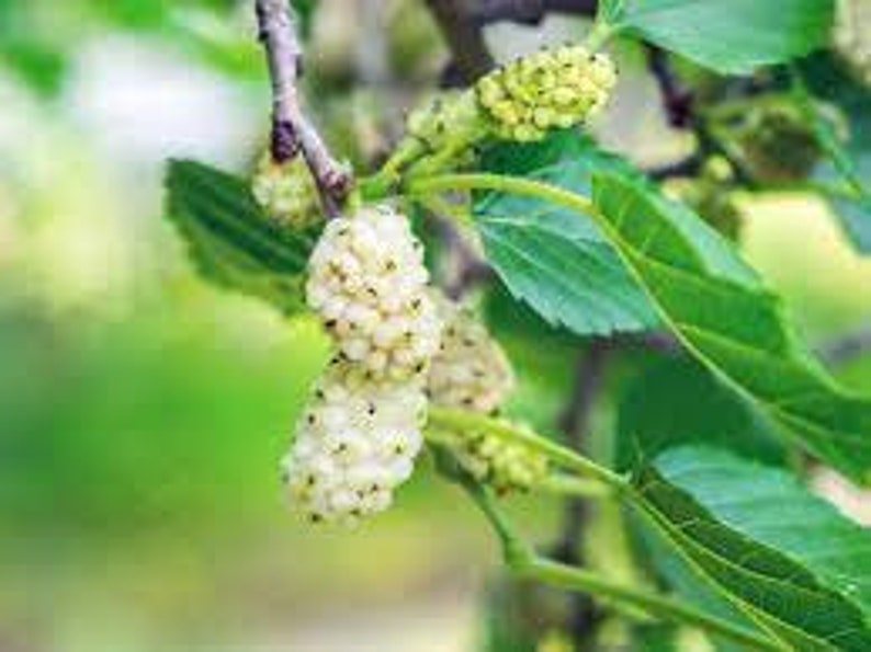 10 X White Mulberry Tree Seeds. Morus Alba Free UK Delivery ! - Etsy Canada