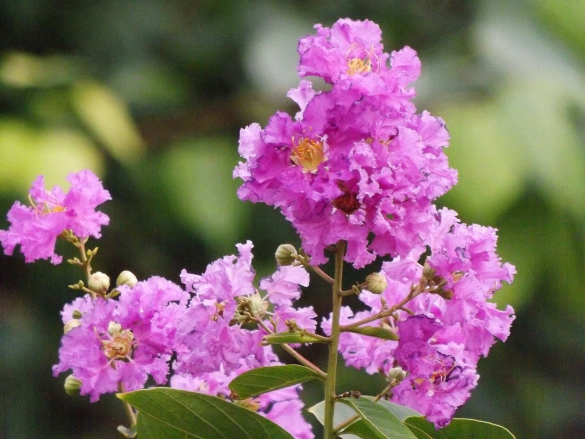 25 X Common Crape Myrtle Tree Seeds. Lagerstroemia Indica. - Etsy UK