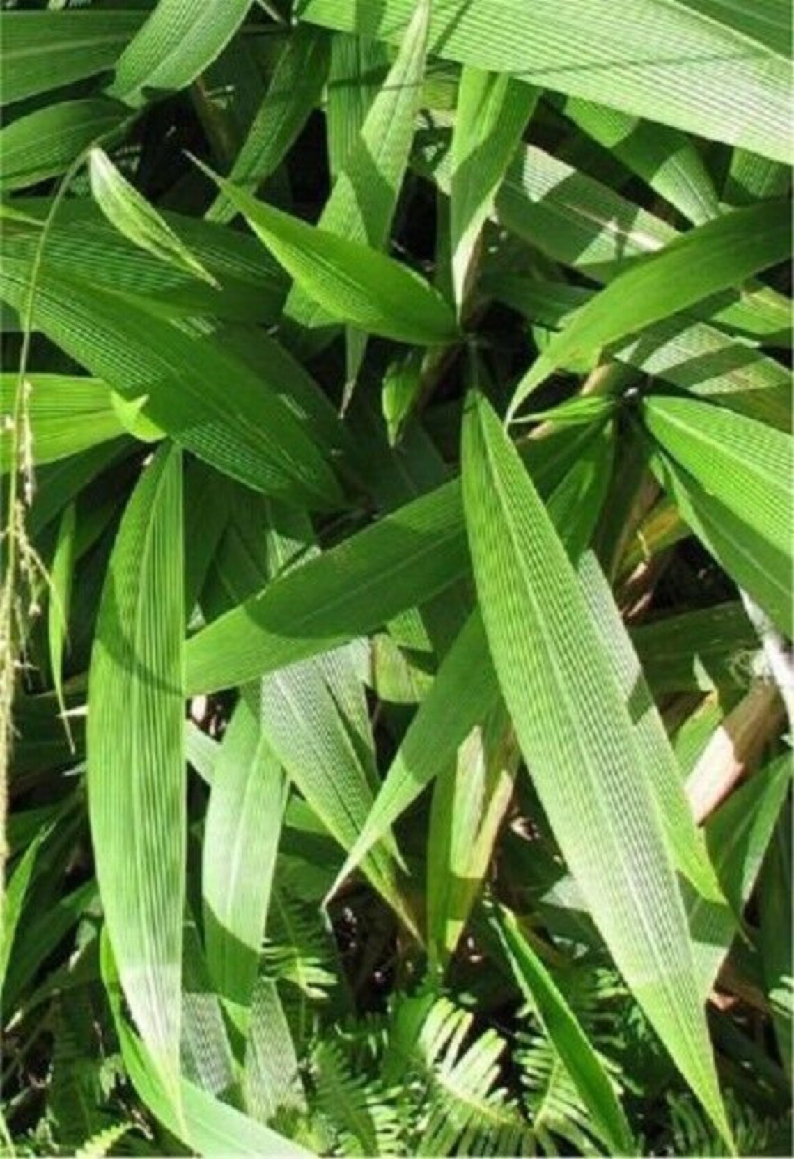 5 X 'palm Grass' Setaria Palmifolia Seeds - Etsy UK