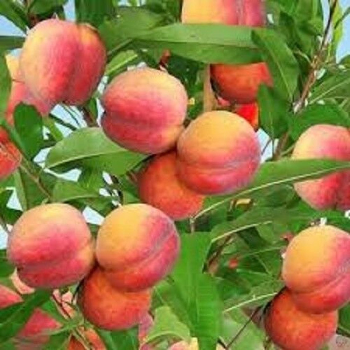 Mixed Fruit Tree Seeds - 25 Seeds, 8 Varieties (pot Luck) - Etsy UK