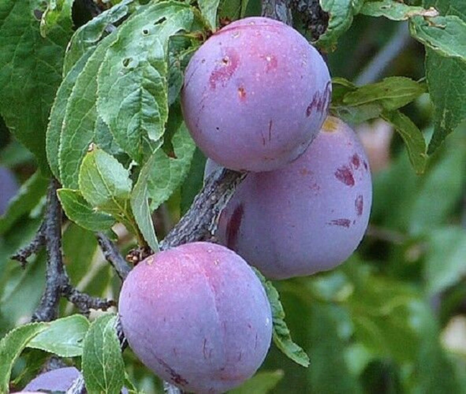 25 X Mixed Fruit Tree Seeds. Pot Luck From 8 Different Varieties - Etsy UK
