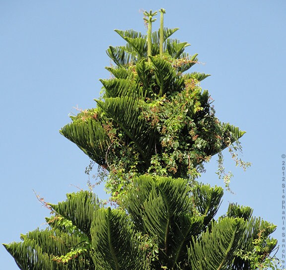 25 X Australian Pine Tree Seeds. Casuarina Equisetifolia - Etsy UK