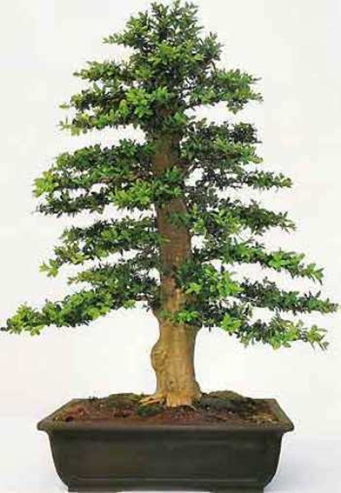 35 Common Box Seeds buxus Sempervirens Tree Seeds That Can | Etsy