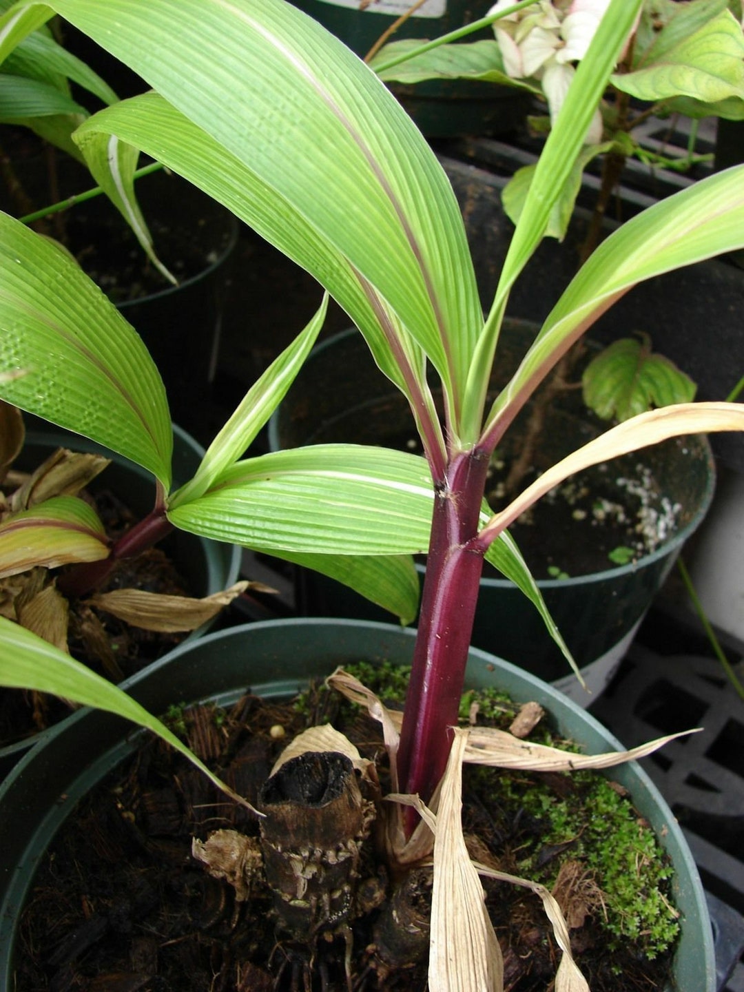 5 X 'palm Grass' Setaria Palmifolia Seeds - Etsy UK