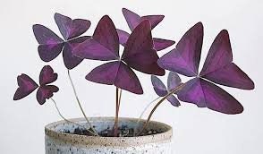 4 X Oxalis Triangularis Purpurea Bulbs. FREE P&P. - Etsy Canada