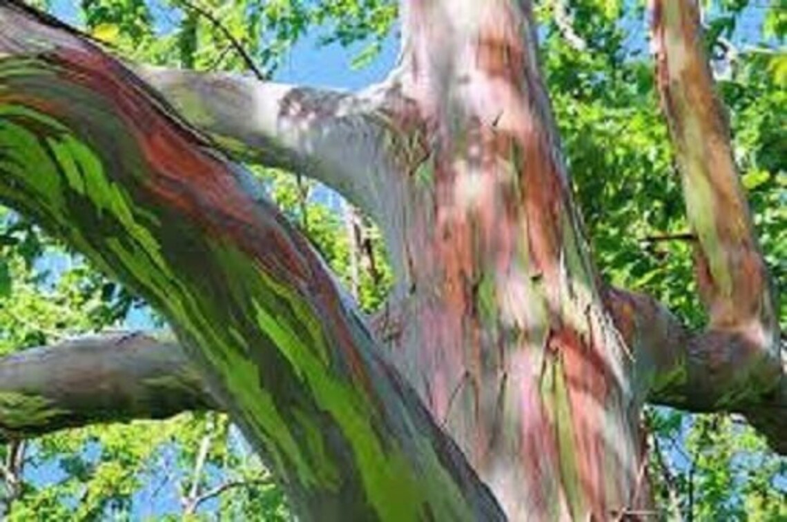 5 X Eucalyptus Deglupta Seeds. Rainbow Eucalyptus Tree. | Etsy