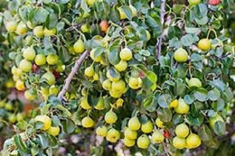 25 X Mixed Fruit Tree Seeds. Pot Luck From 8 Different Varieties - Etsy UK