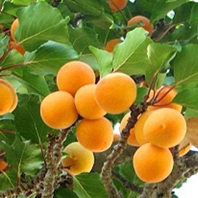 25 X Mixed Fruit Tree Seeds. Pot Luck From 8 Different Varieties - Etsy UK