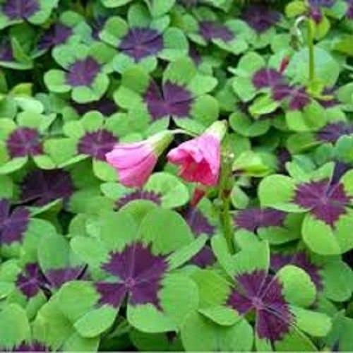 10 X Oxalis 'iron Cross' Bulbs. - Etsy UK