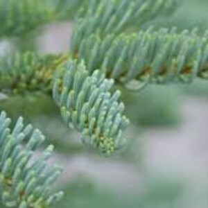 500 X Noble Fir Christmas Tree Seeds. - Etsy UK