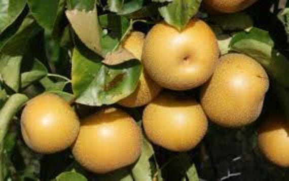 Asian Pear Seeds Asian Pear, (Chinese Sand Pear), Pyrus Pyrifolia,