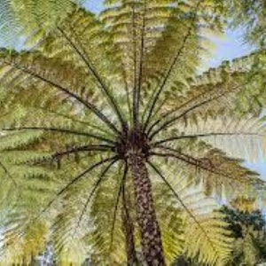 Black Tree Fern. Cyathea Medullaris. Hardy. Rare. 25 Fresh Spores - Etsy UK