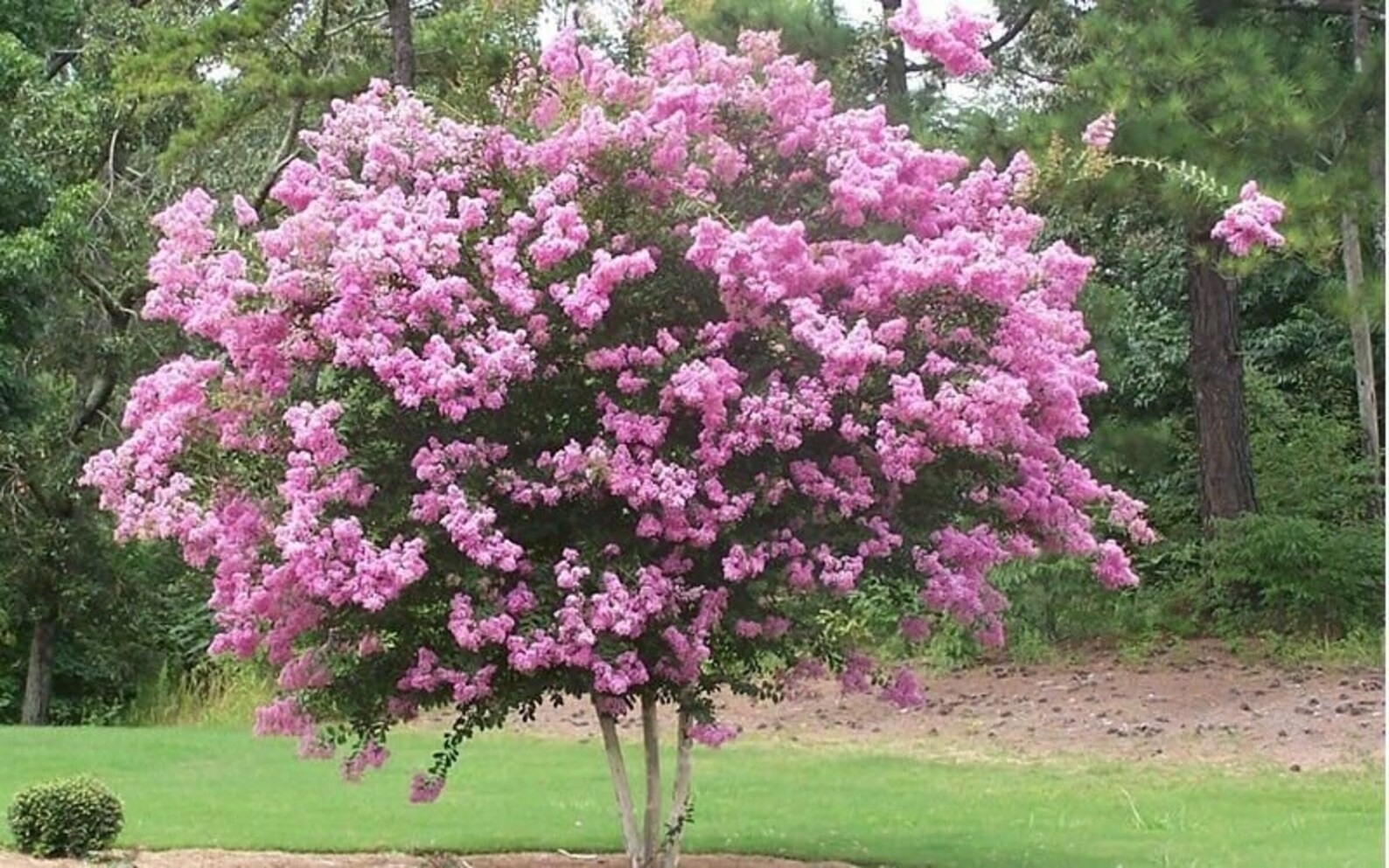 50 X Common Crape Myrtle Tree Seeds. Lagerstroemia Indica. | Etsy
