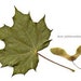Acer Platanoides Norway Maple Seeds. 100g/approx 700 Seeds, Job Lot ...
