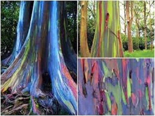 5 X Eucalyptus Deglupta Seeds. Rainbow Eucalyptus Tree. | Etsy