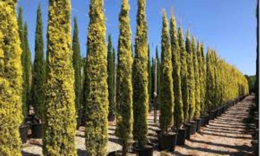 Buy Swane's Gold Italian Cypress Seeds - 200 Seeds Free UK Delivery ...