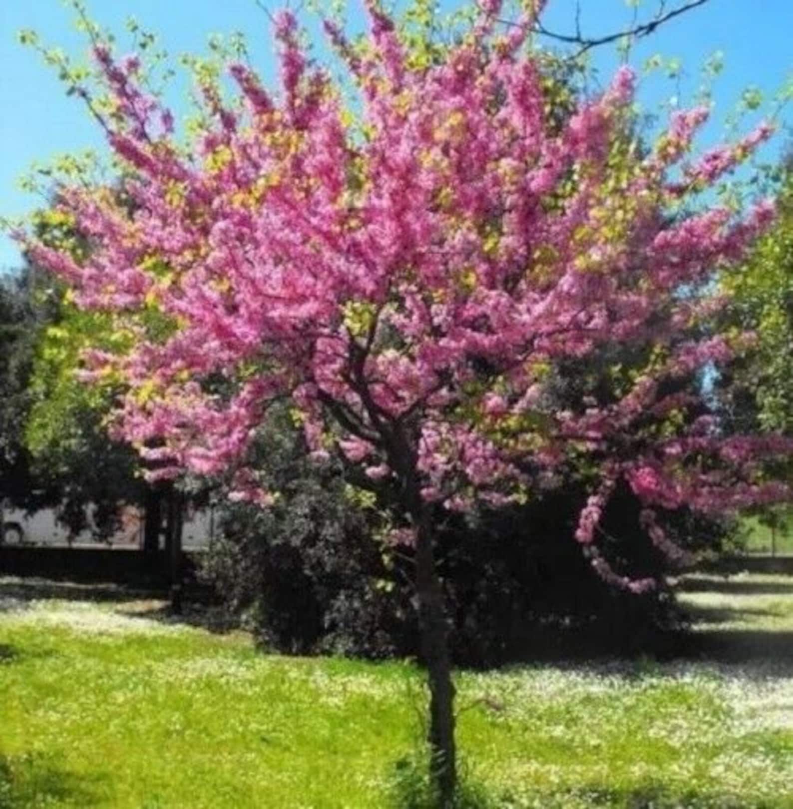 25 X Pink Flowering Judas Tree Seeds Cercis Siliquastrum - Etsy UK