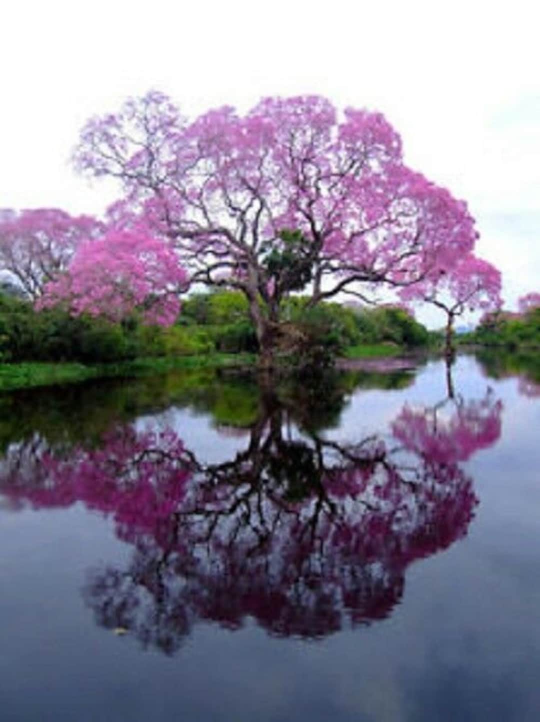 500 X Empress Tree Seeds, Princess Tree (paulownia Tomentosa) Tree ...