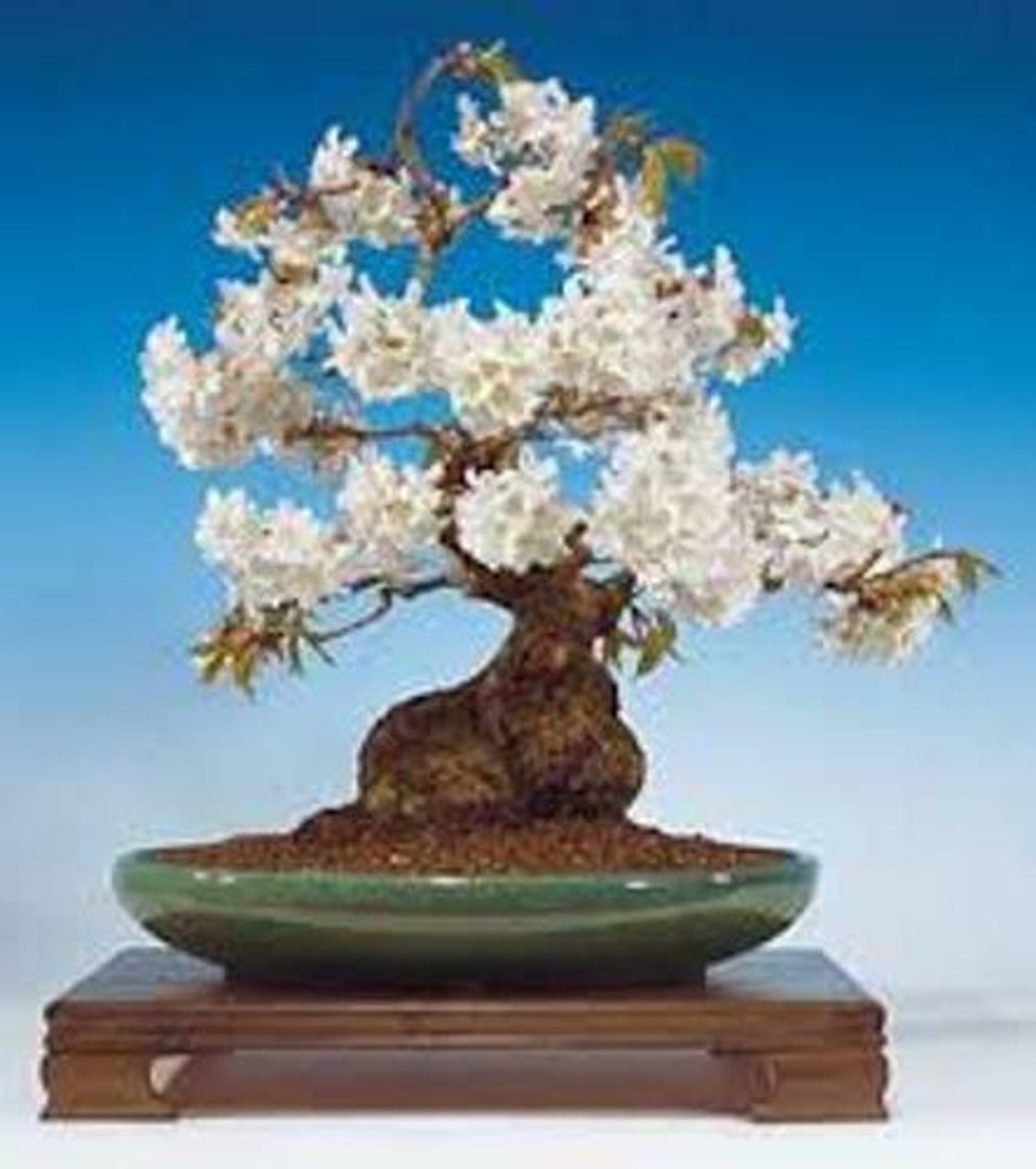 10 X Wild Cherry Tree Seeds. Tree Seeds That Can Be Used for Bonsai ...