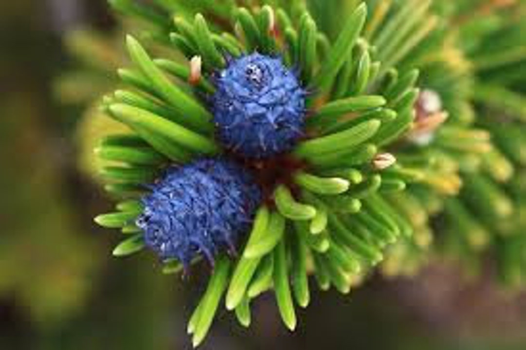 25 Bristlecone Pine Seeds Pinus Aristata, Rare Tree Seeds, Gardening ...