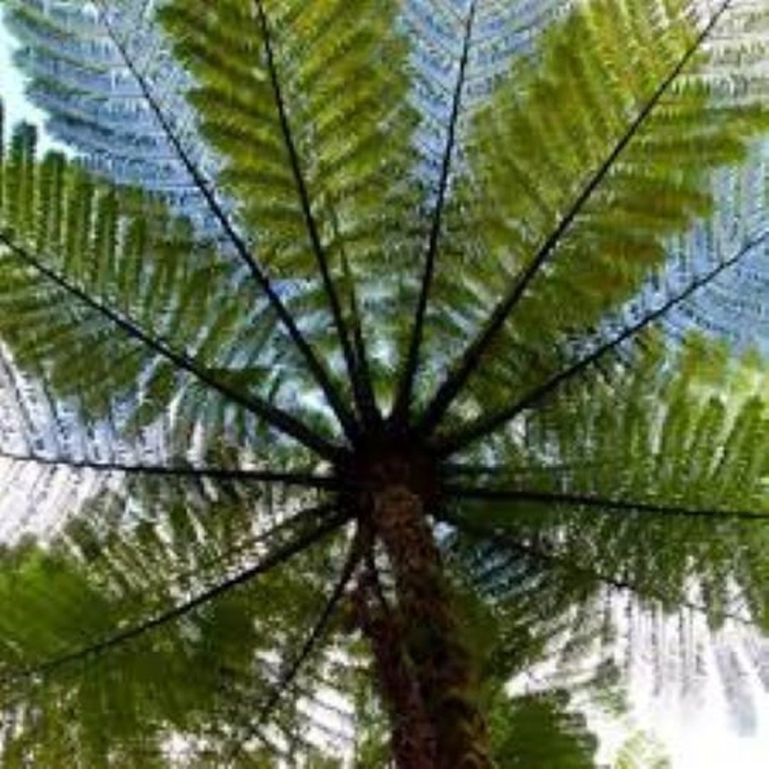Black Tree Fern. Cyathea Medullaris. Hardy. Rare. 25 Fresh Spores - Etsy UK