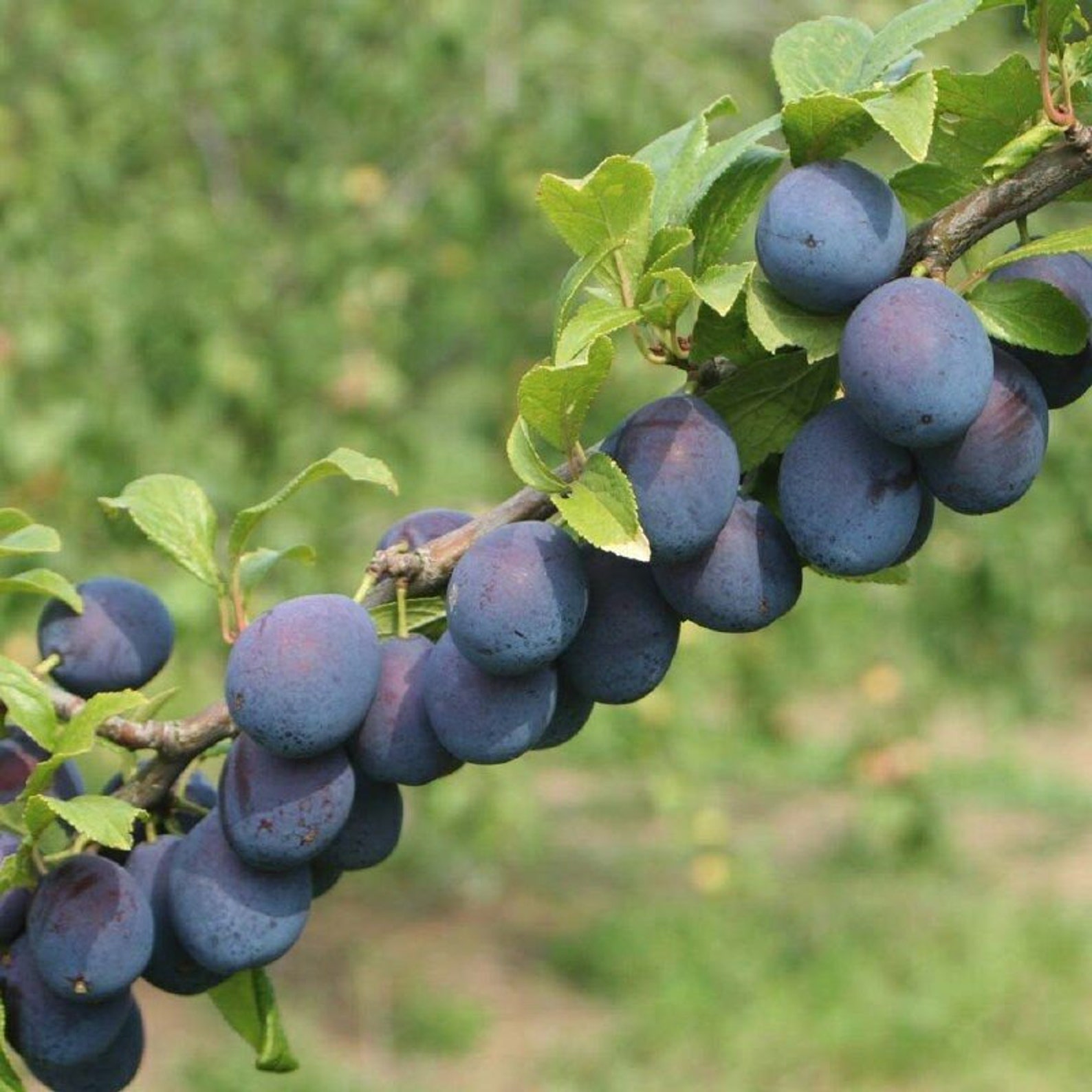 10 semi di prugna selvatica: prugna selvatica per marmellata e cucina ...