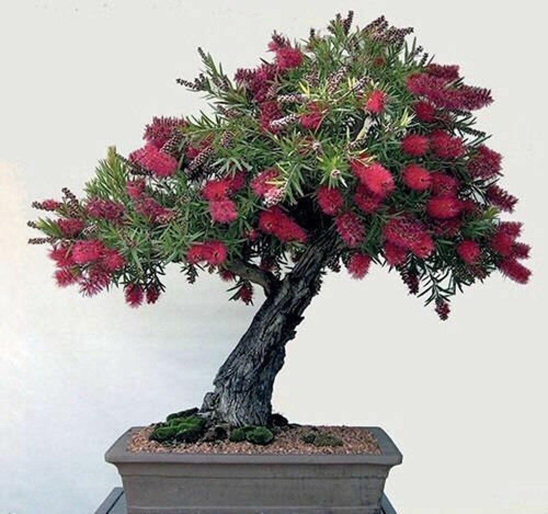 50 X Callistemon Citrinus Seeds Crimson Bottlebrush - Etsy UK