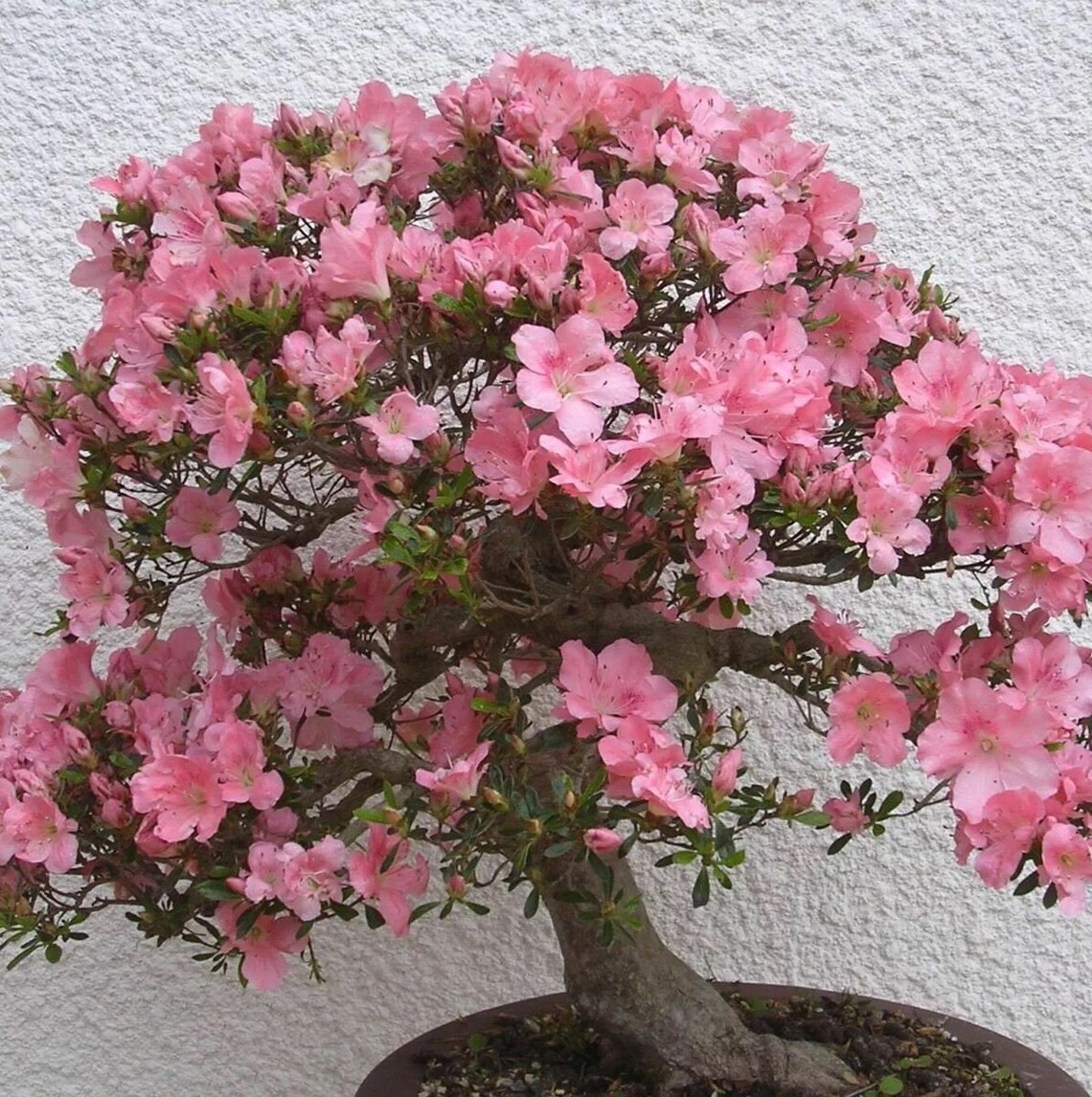 25 X Pink Flowering Judas Tree Seeds Cercis Siliquastrum - Etsy UK