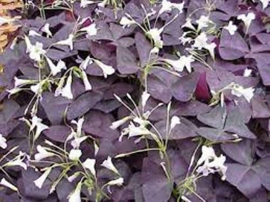 1 X Oxalis Triangularis Purpurea Bulb. Free P&p. | Etsy UK