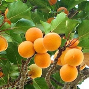 Gemengde fruitboomzaden: wilde kers, peer, abrikoos, pruim (40 zaden ...