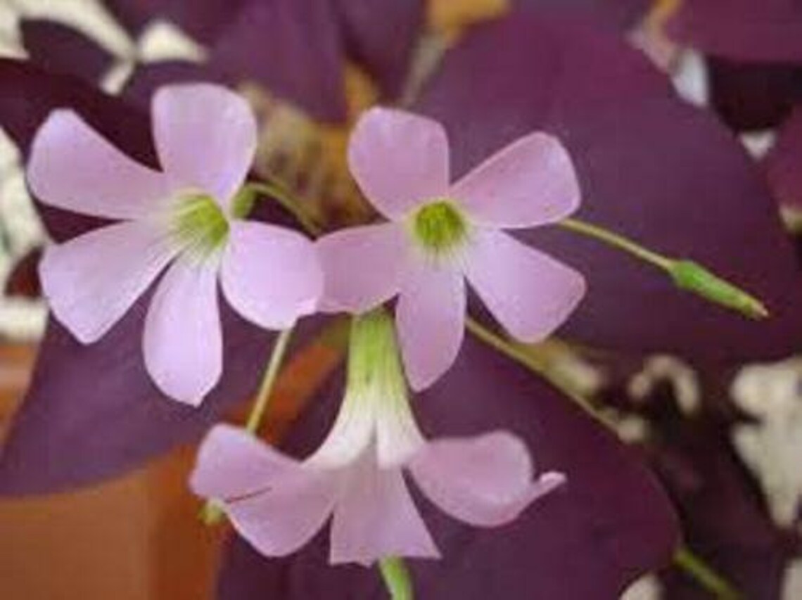 1 X Oxalis Triangularis Purpurea Bulb. Free P&p. - Etsy UK