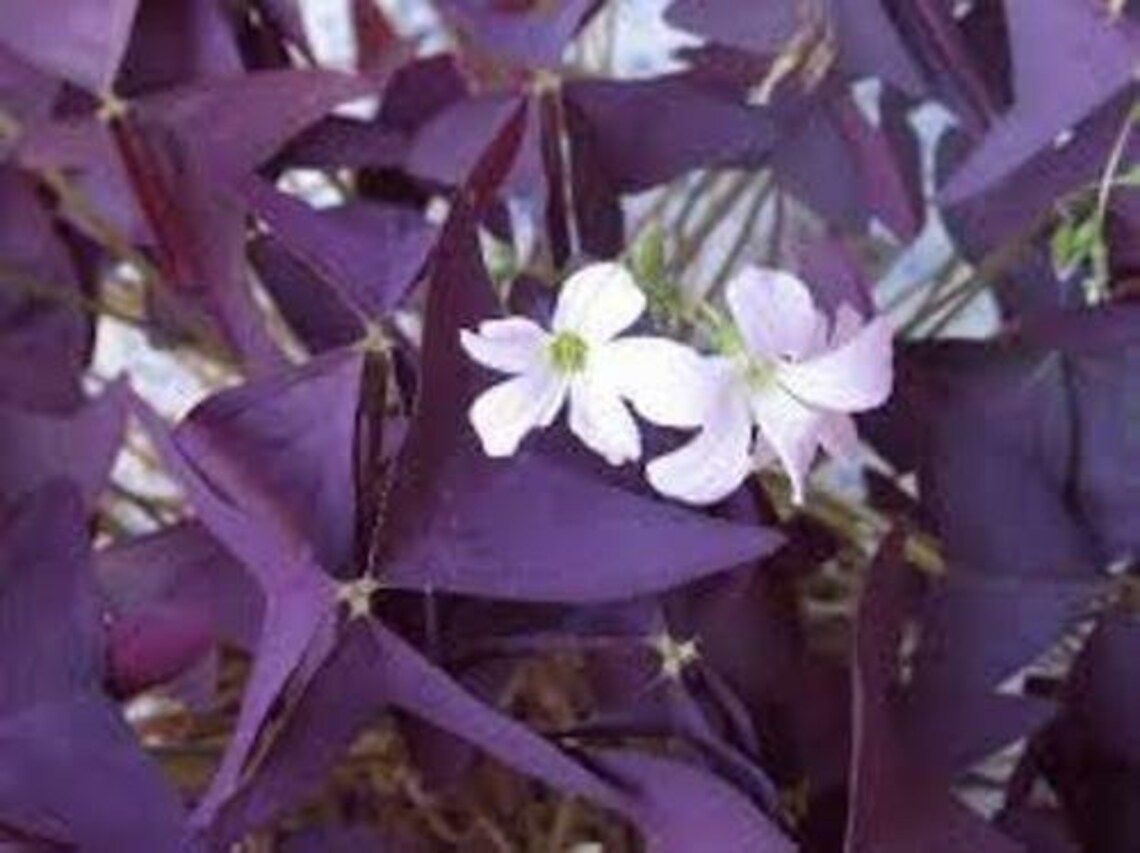 1 X Oxalis Triangularis Purpurea Bulb. Free P&p. | Etsy UK