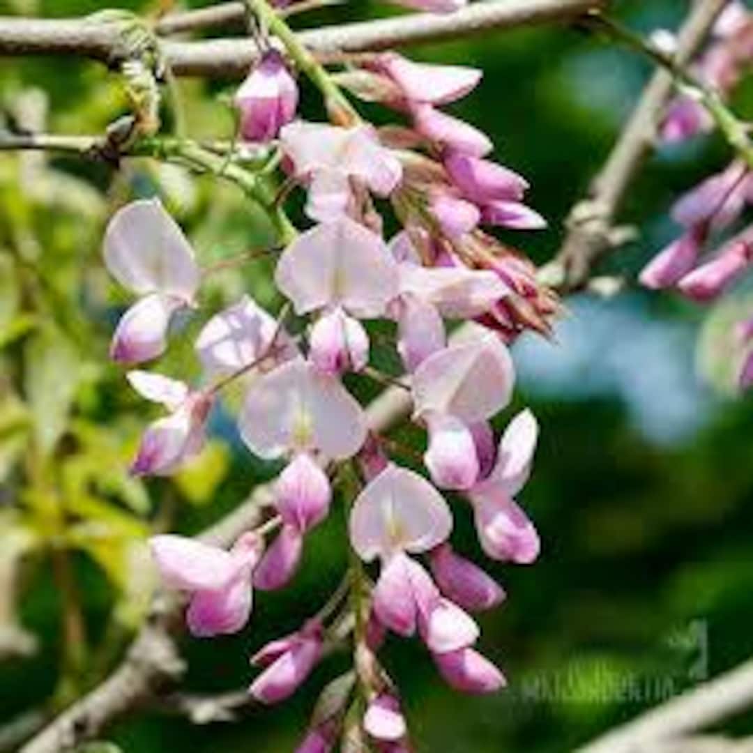 10 X Chinese Pink Wisteria Tree Seeds wisteria Sinensis Tree Seeds. - Etsy