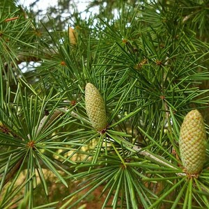 25 X Australian Pine Tree Seeds. Casuarina Equisetifolia - Etsy UK